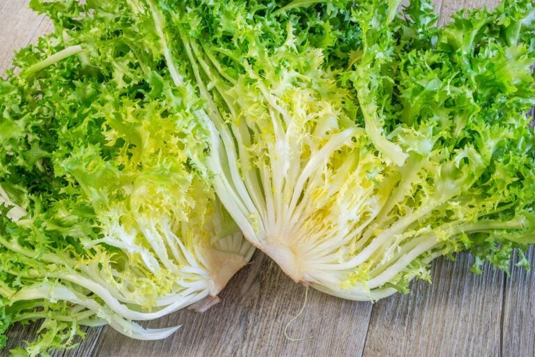 16 Best Endive Substitutes (Frisée & Belgian Endive Alternatives)
