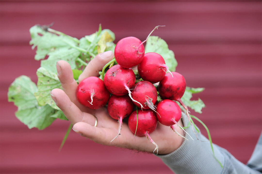 Preserving Crispness: Can You Freeze Radishes?
